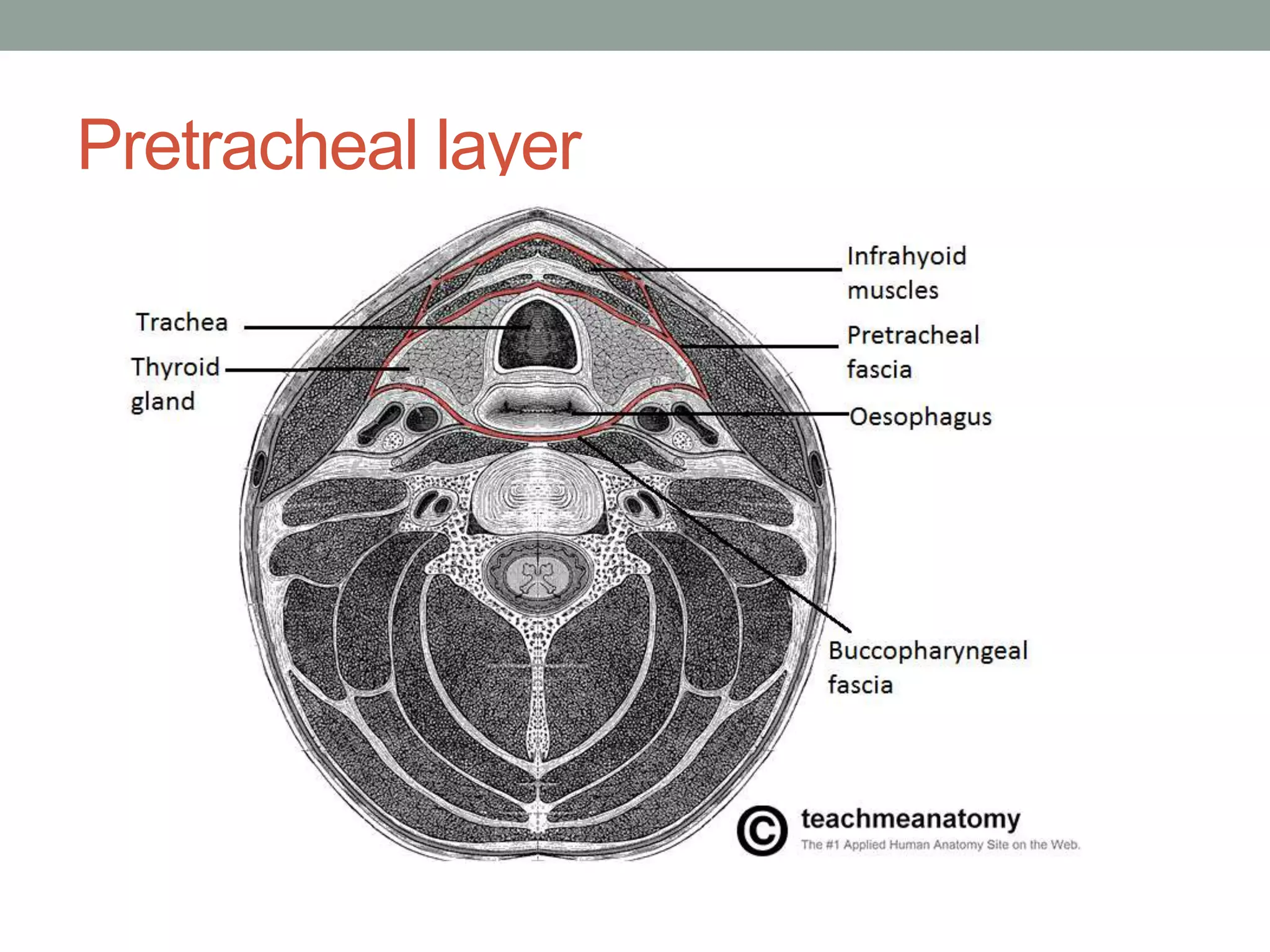 Head and neck anatomy | PPTX