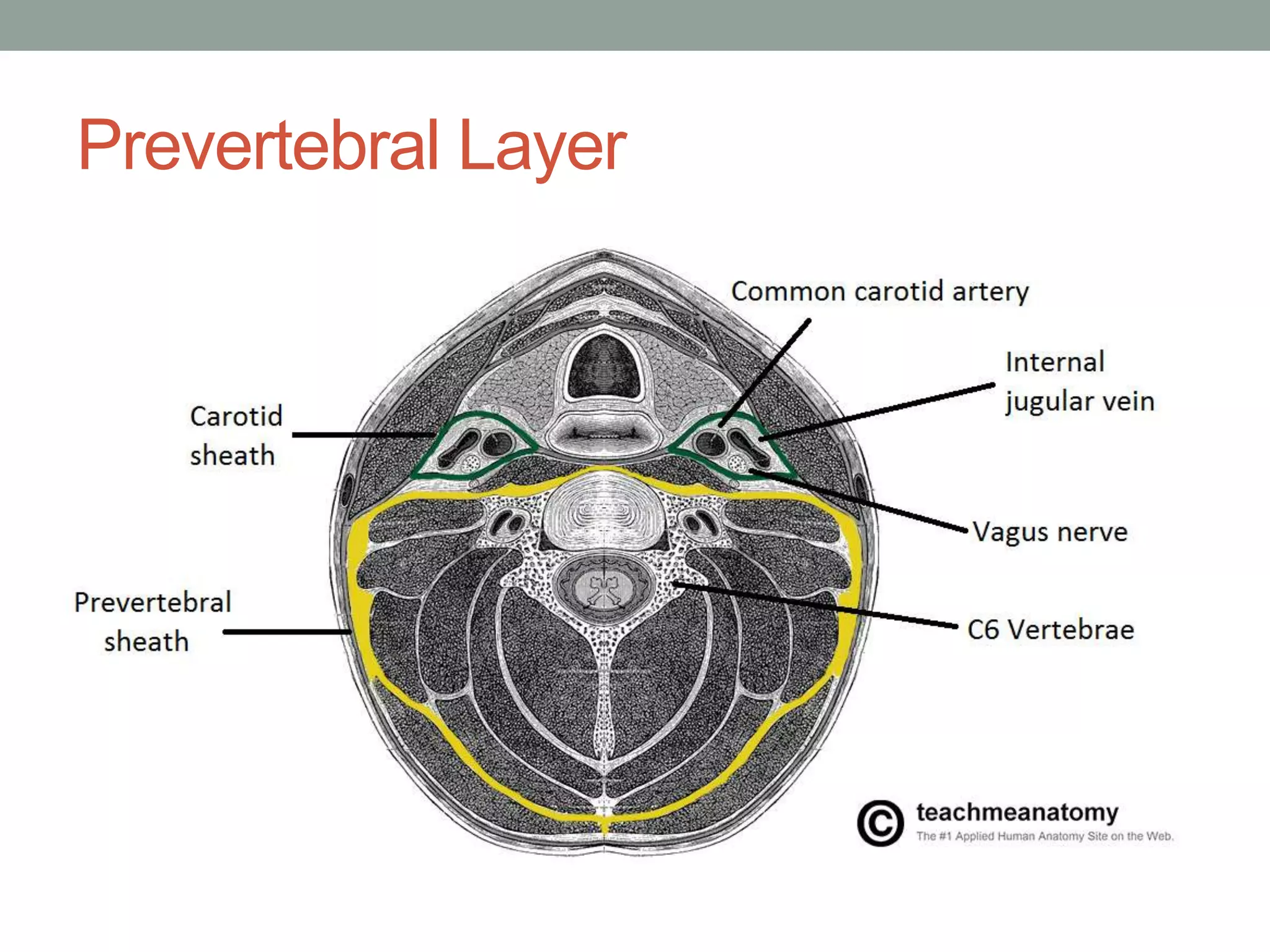 Head and neck anatomy | PPTX