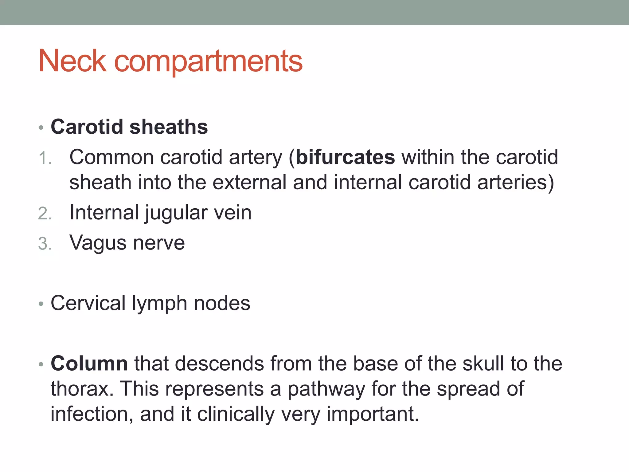 Head and neck anatomy | PPTX