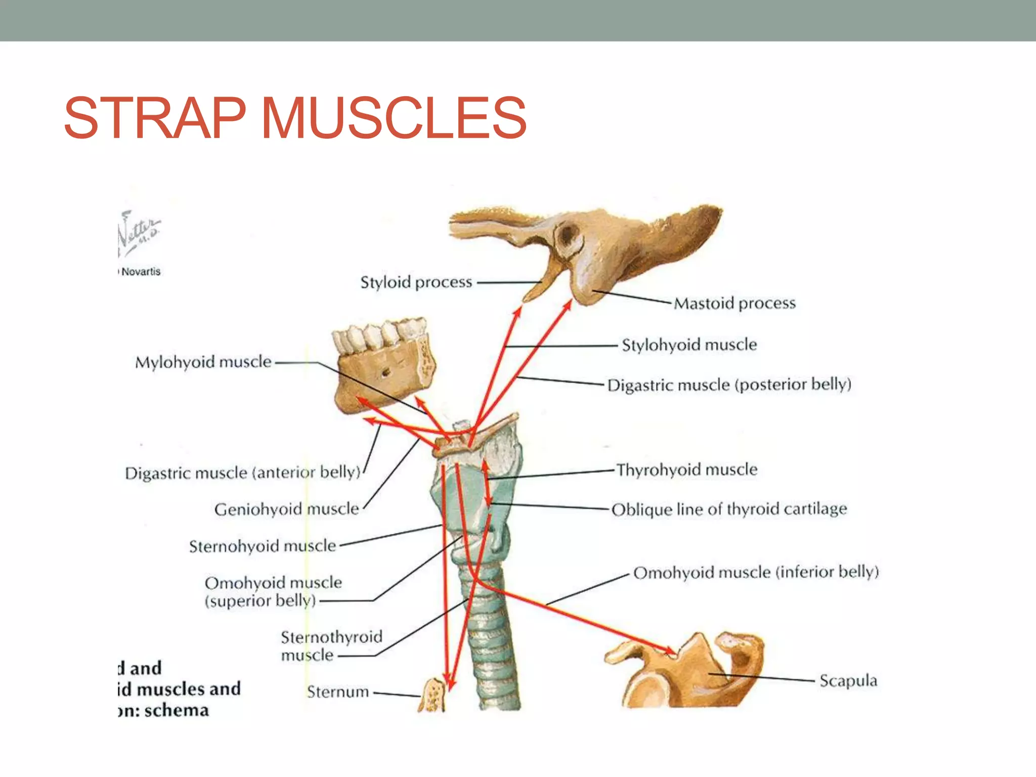 Head and neck anatomy | PPTX