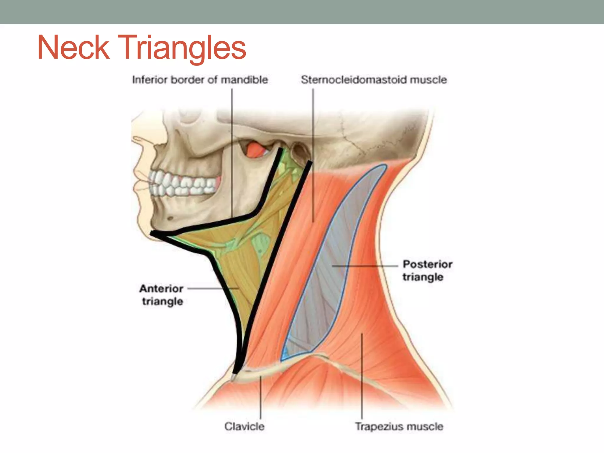 Head and neck anatomy | PPTX