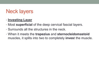 Head and neck anatomy | PPTX