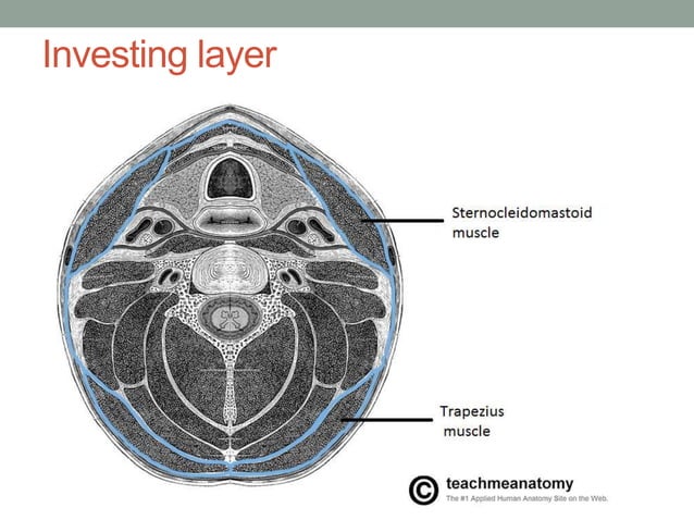 Head and neck anatomy | PPTX