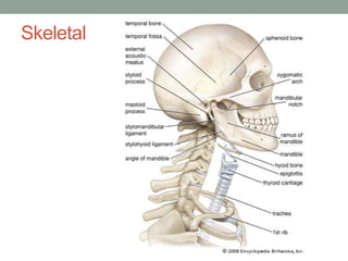 Head and neck anatomy | PPTX