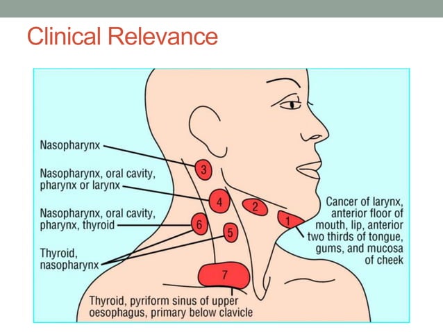Head and neck anatomy | PPTX