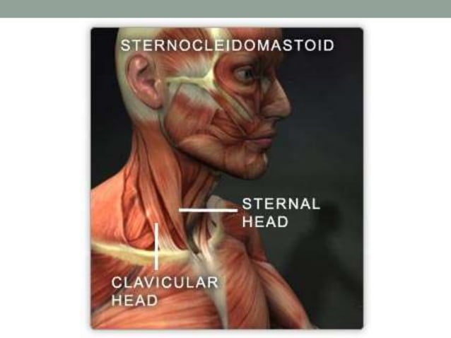Head and neck anatomy | PPTX