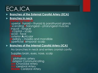 Head and neck anatomy | PPTX | Ear, Nose and Throat Conditions ...
