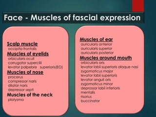 Head and neck anatomy | PPTX