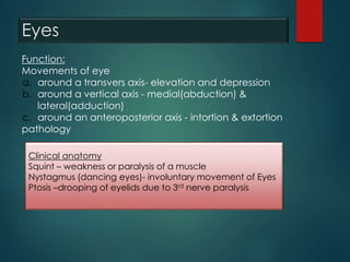 Head and neck anatomy | PPT