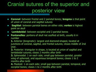 head and neck anatomy.ppt