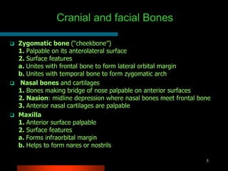 head and neck anatomy.ppt