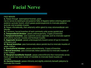 head and neck anatomy.ppt