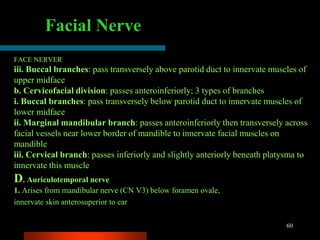 head and neck anatomy.ppt