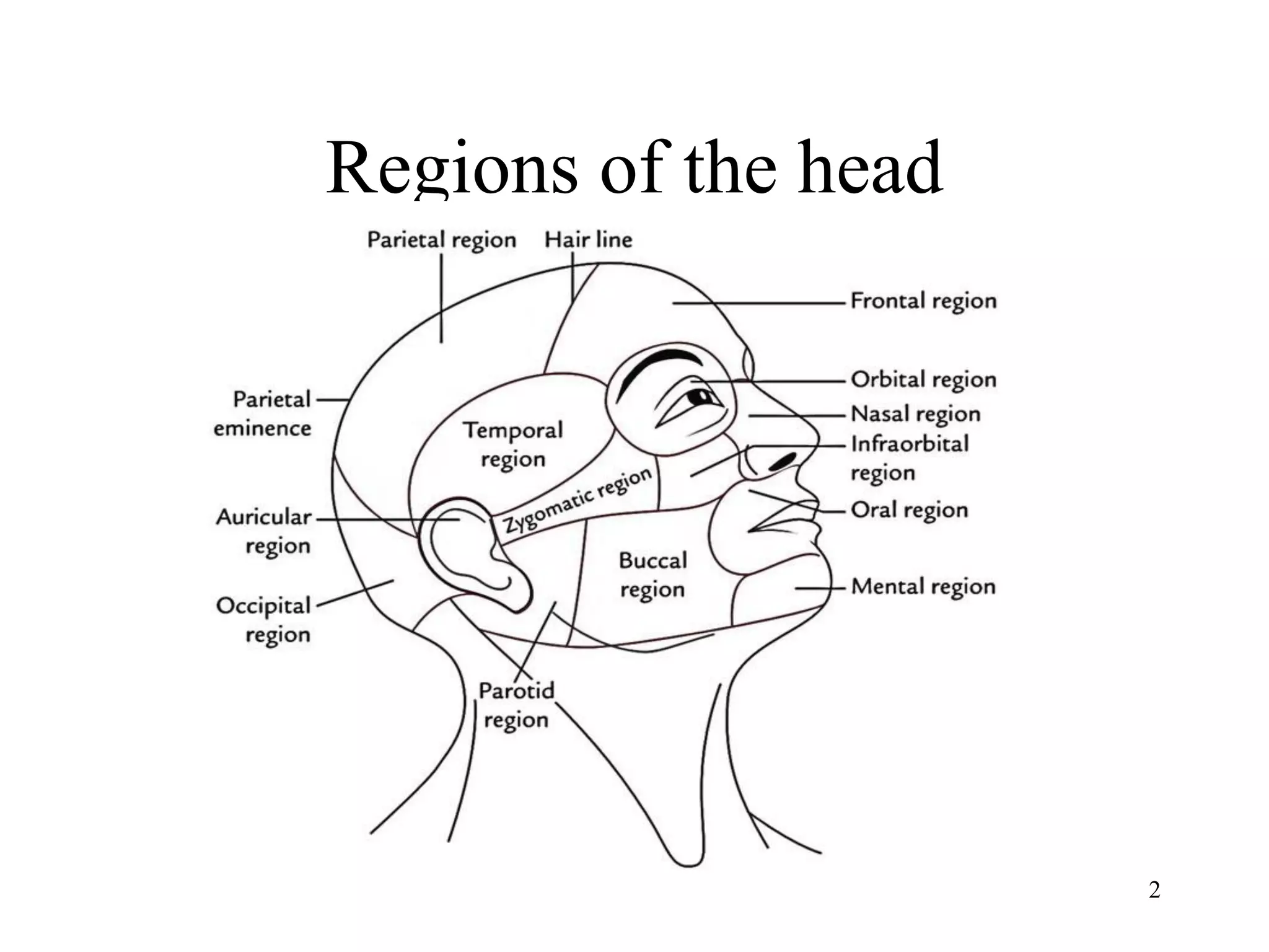 head and neck anatomy 1-3.pdf