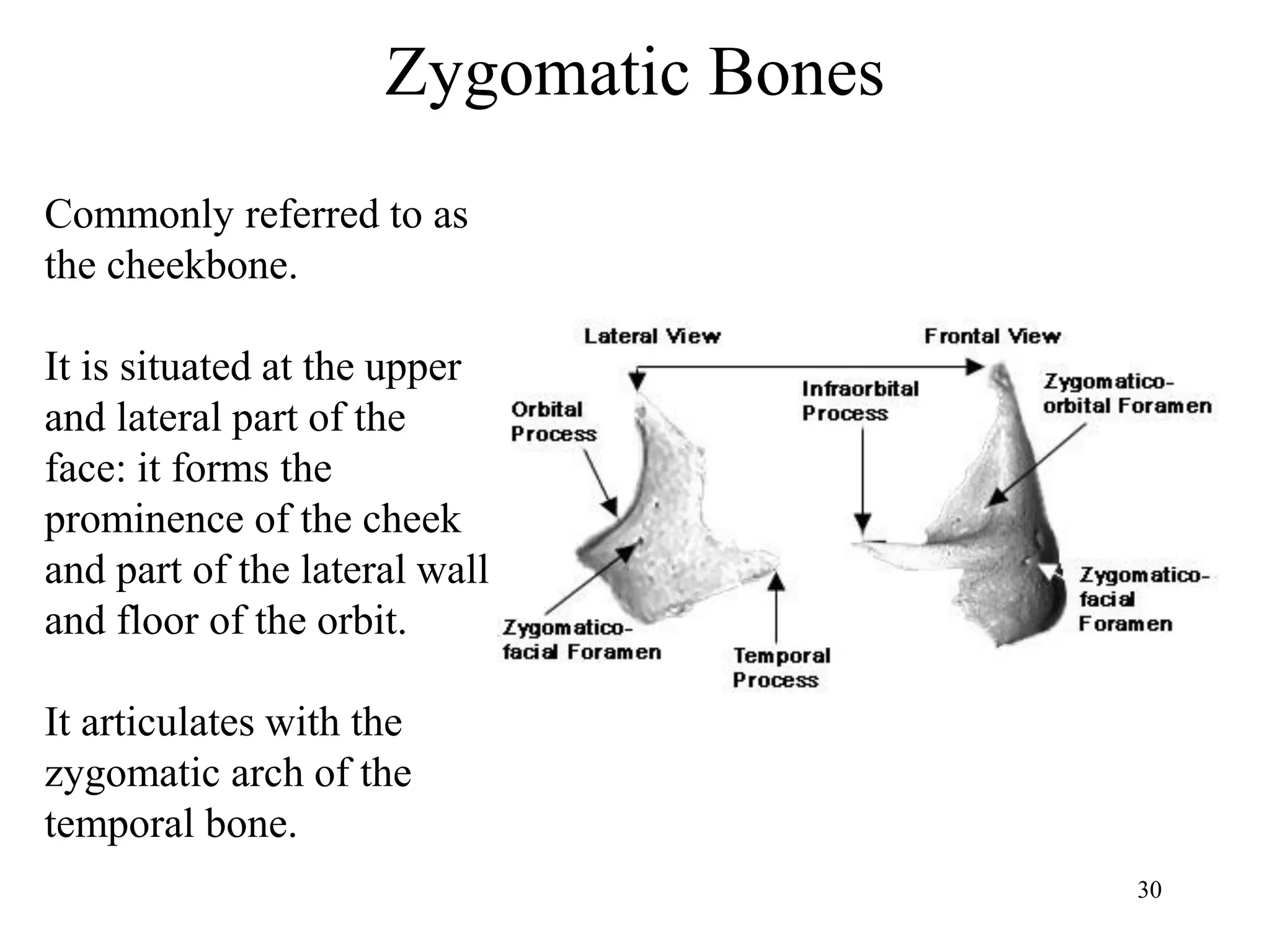 head and neck anatomy 1-3.pdf