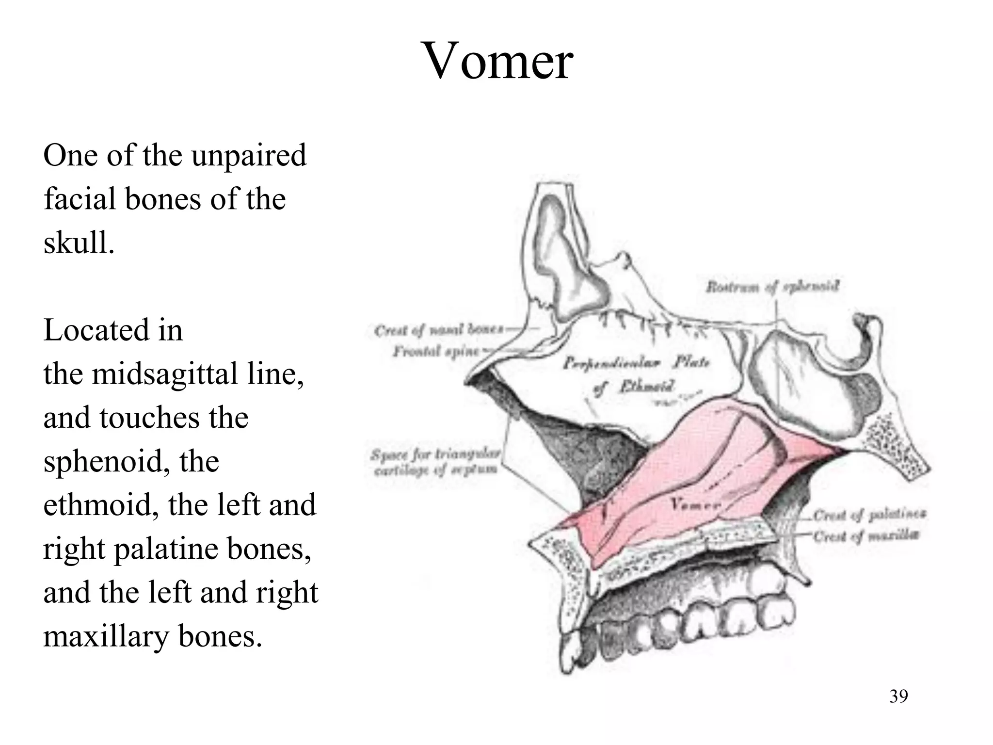 head and neck anatomy 1-3.pdf