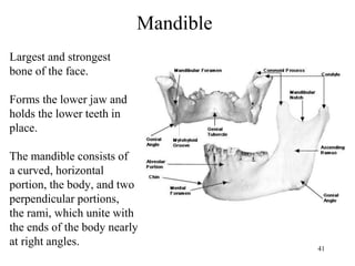 head and neck anatomy 1-3.pdf