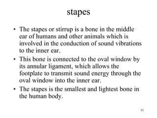 head and neck anatomy 1-3.pdf
