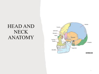 Head And Neck Anatomy Chapter 1 At Carrington College