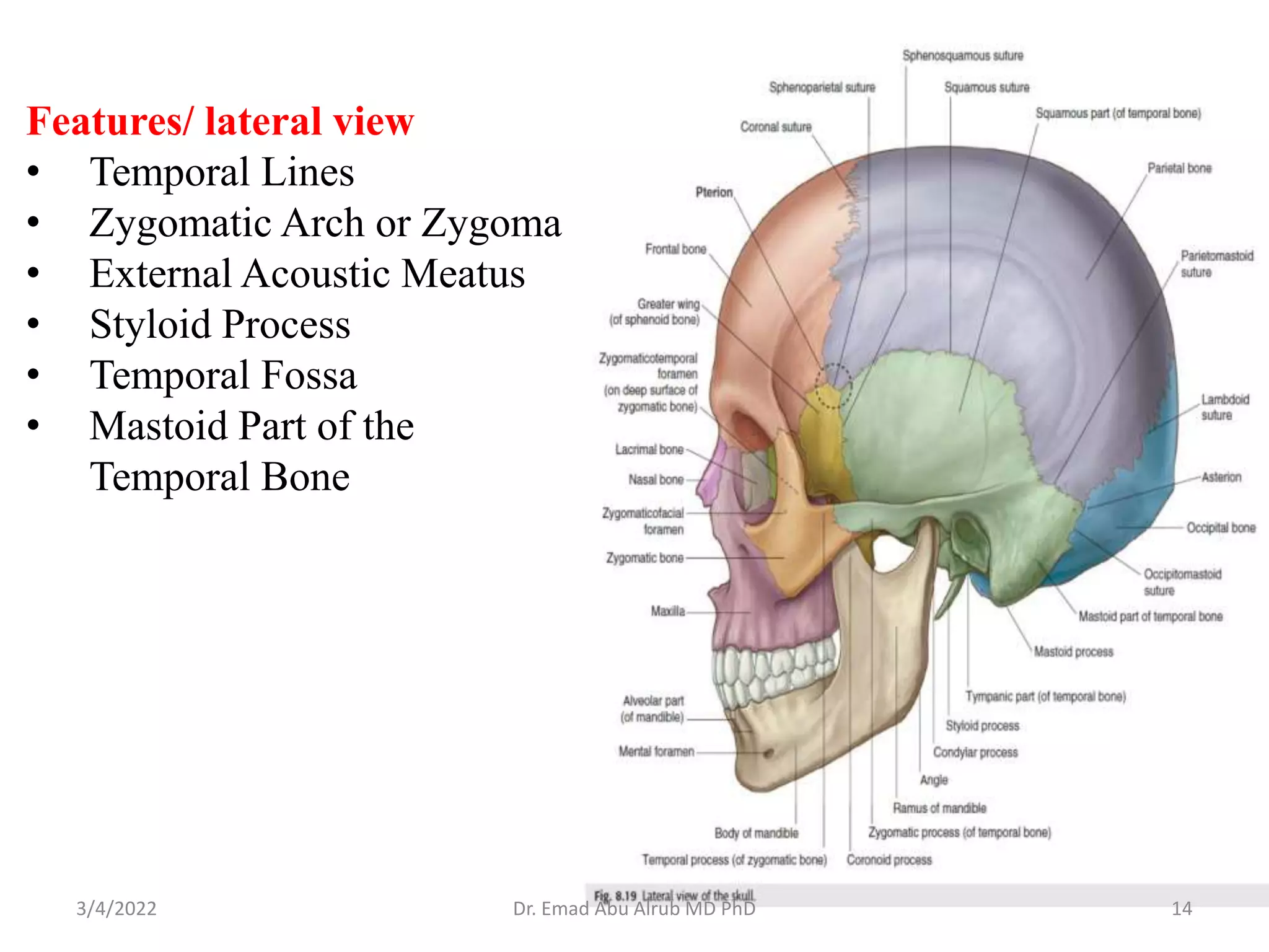Head and neck anatomy 1 skull & neck bones | PPTX