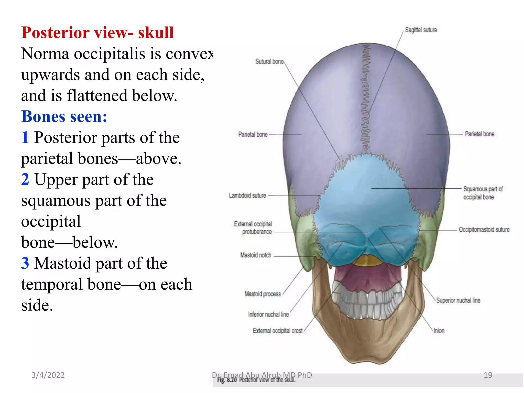 Head and neck anatomy 1 skull & neck bones | PPTX