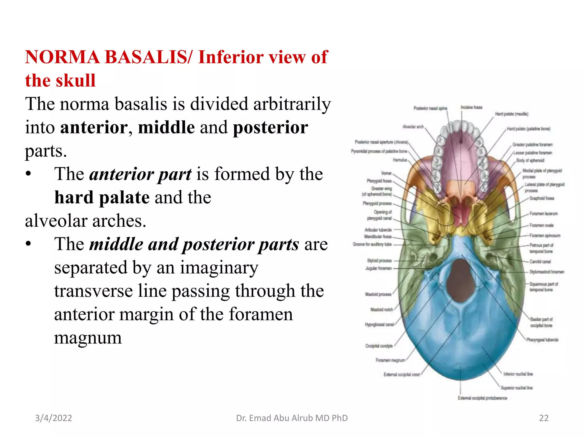 Head and neck anatomy 1 skull & neck bones | PPTX