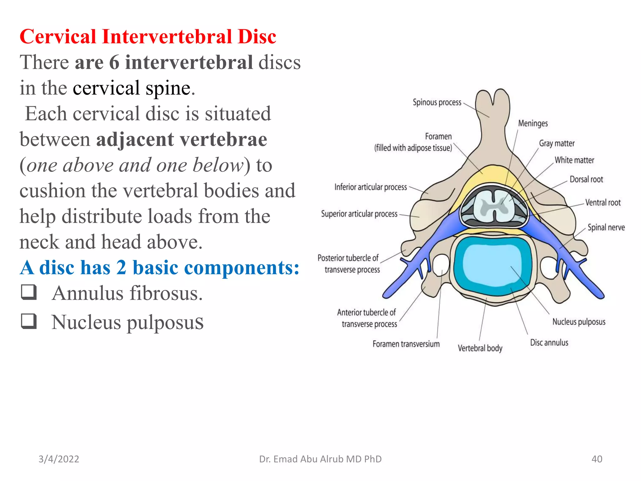 Head and neck anatomy 1 skull & neck bones | PPTX