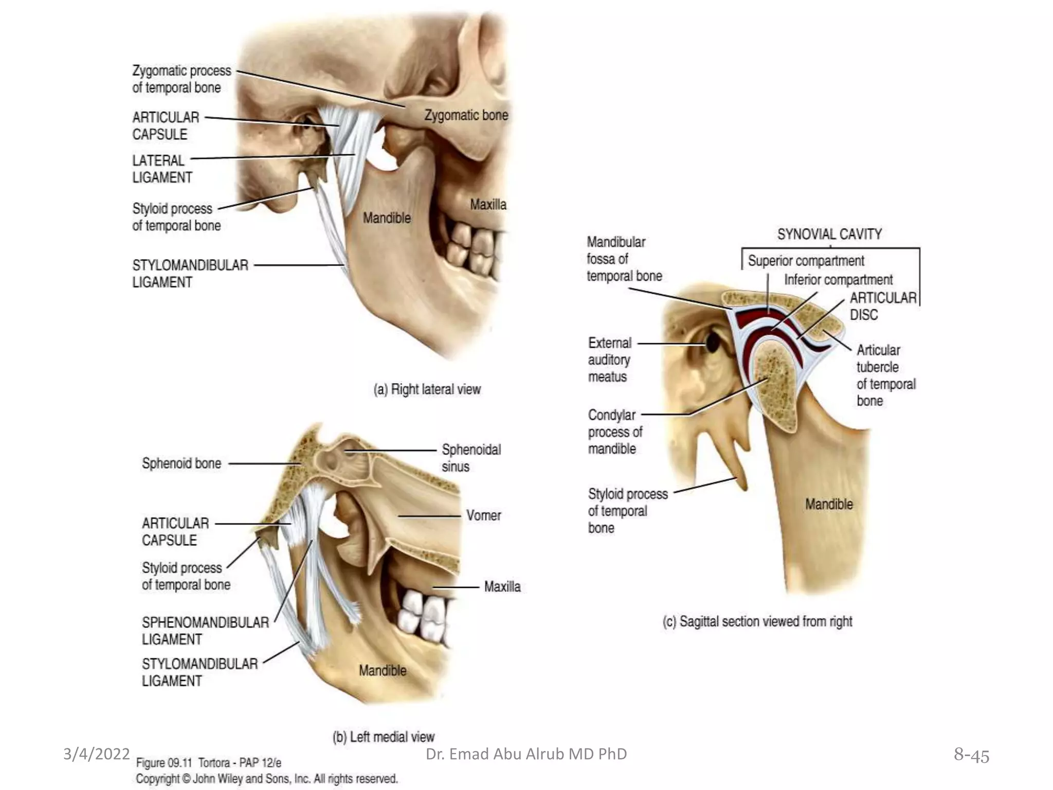 Head and neck anatomy 1 skull & neck bones | PPTX