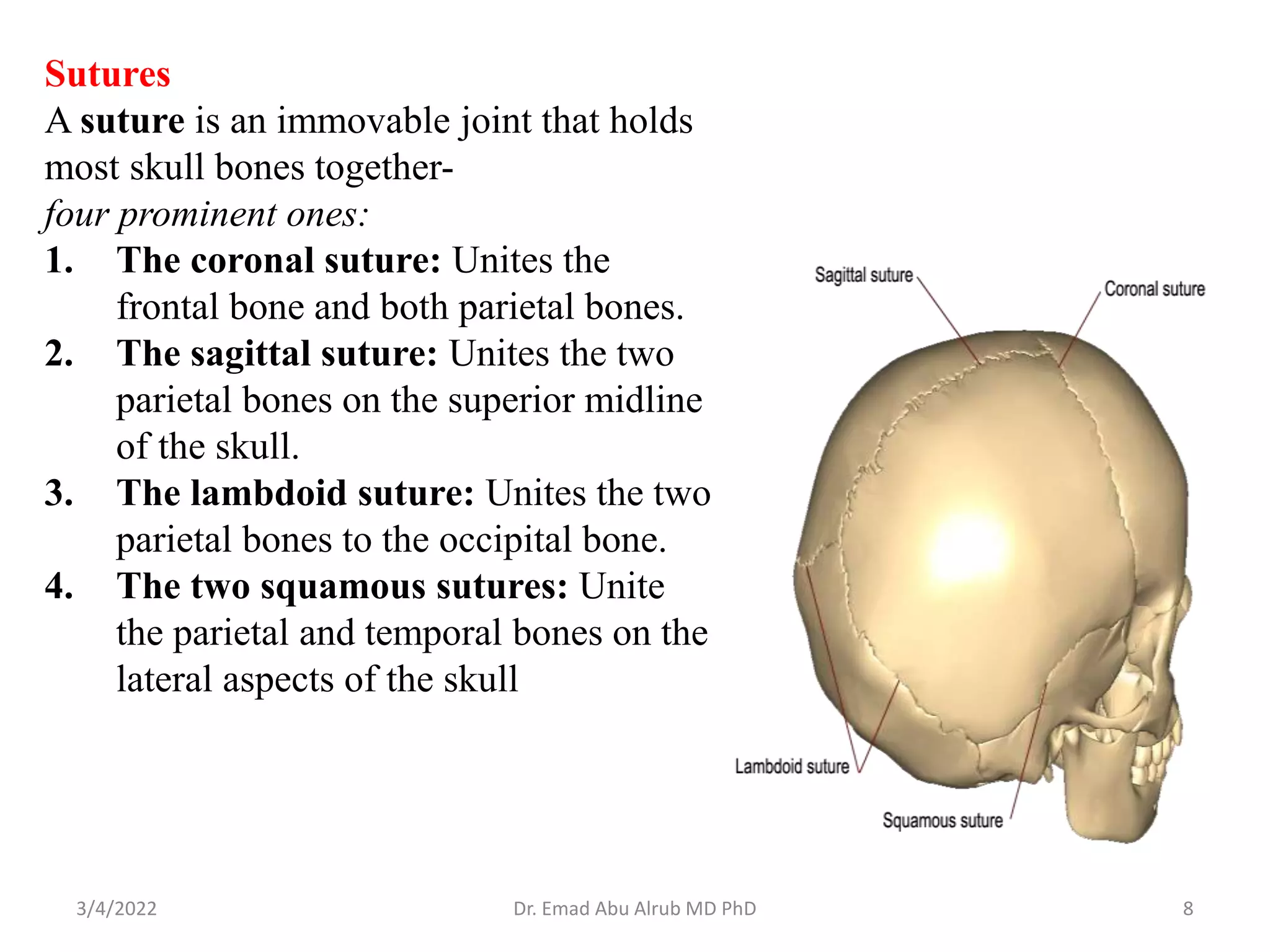Head and neck anatomy 1 skull & neck bones | PPTX
