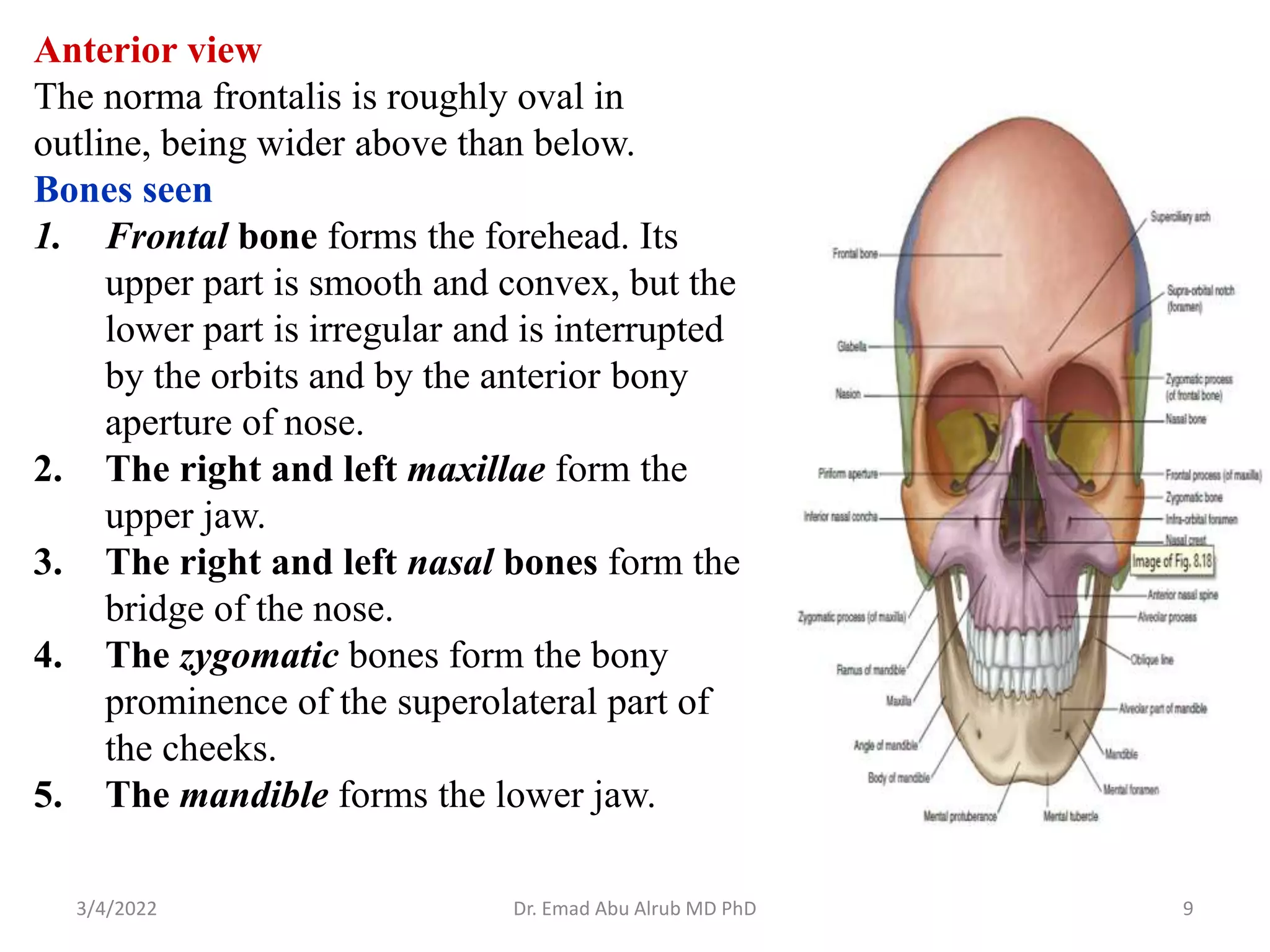 Head and neck anatomy 1 skull & neck bones | PPTX