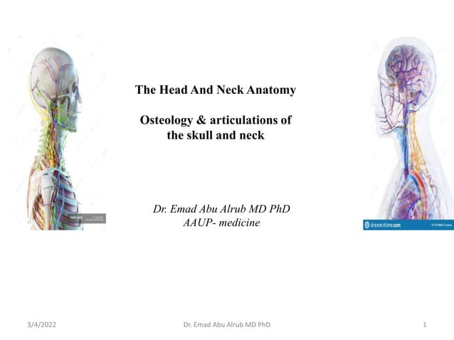 Head and neck anatomy 1 skull & neck bones | PPT