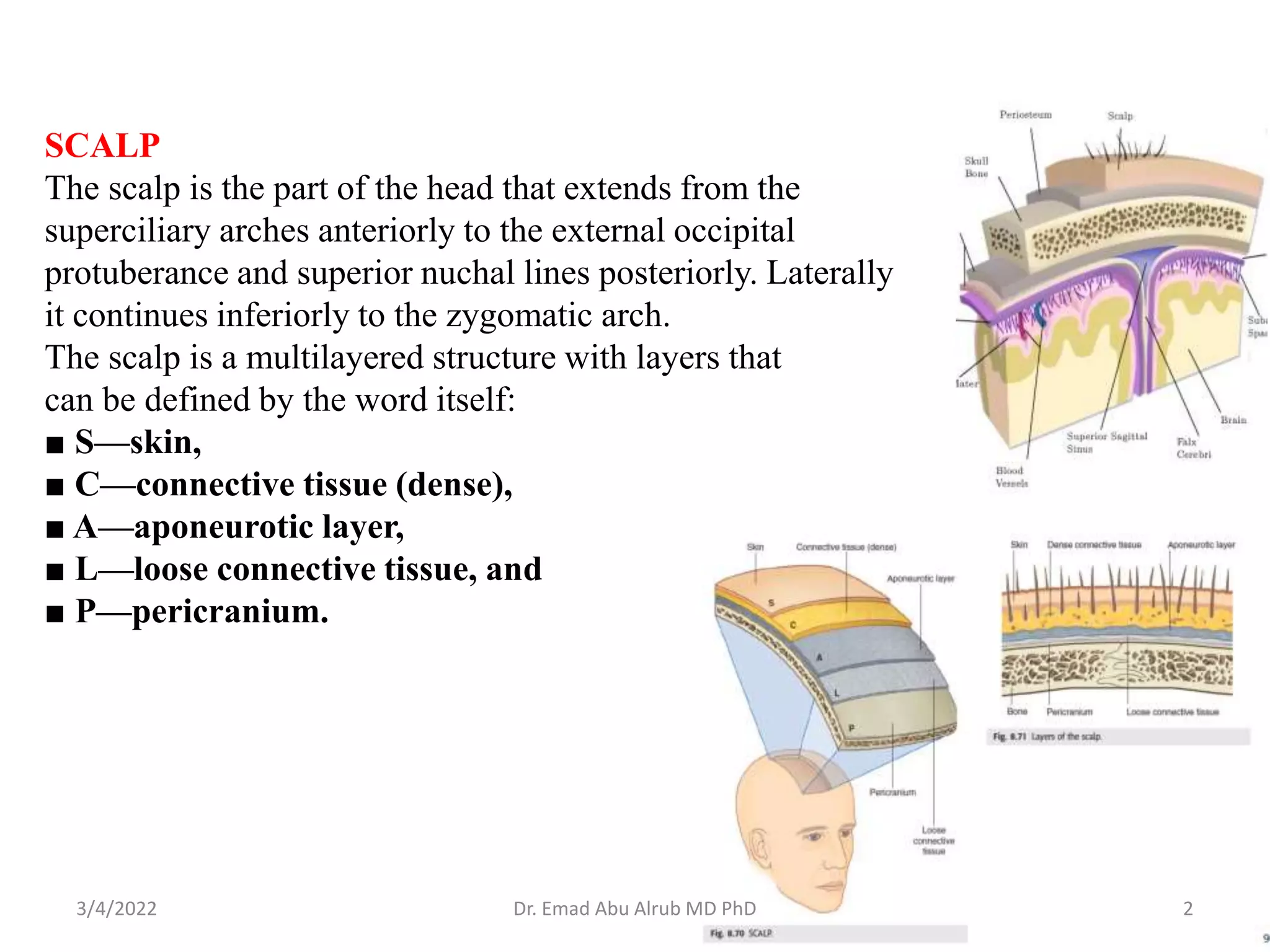 Head and neck anatomy 2 scalp & face | PPT