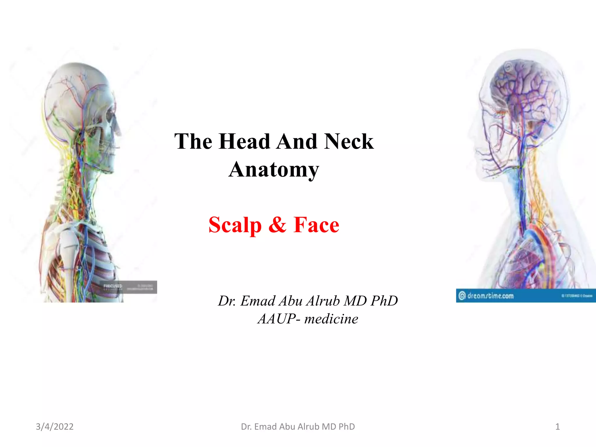 Head and neck anatomy 2 scalp & face | PPT