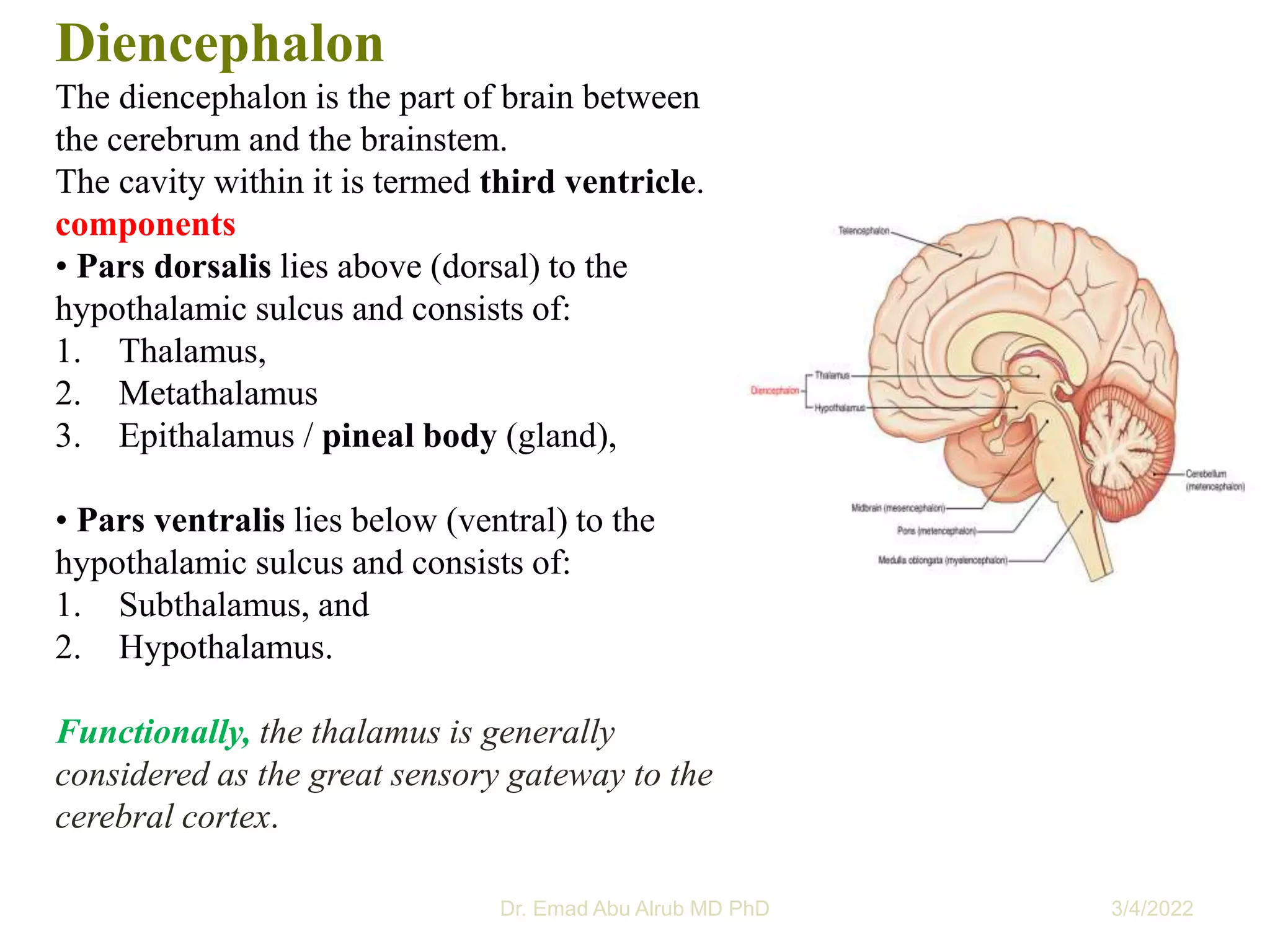 Head and neck anatomy 3 meningese & the brain | PPTX