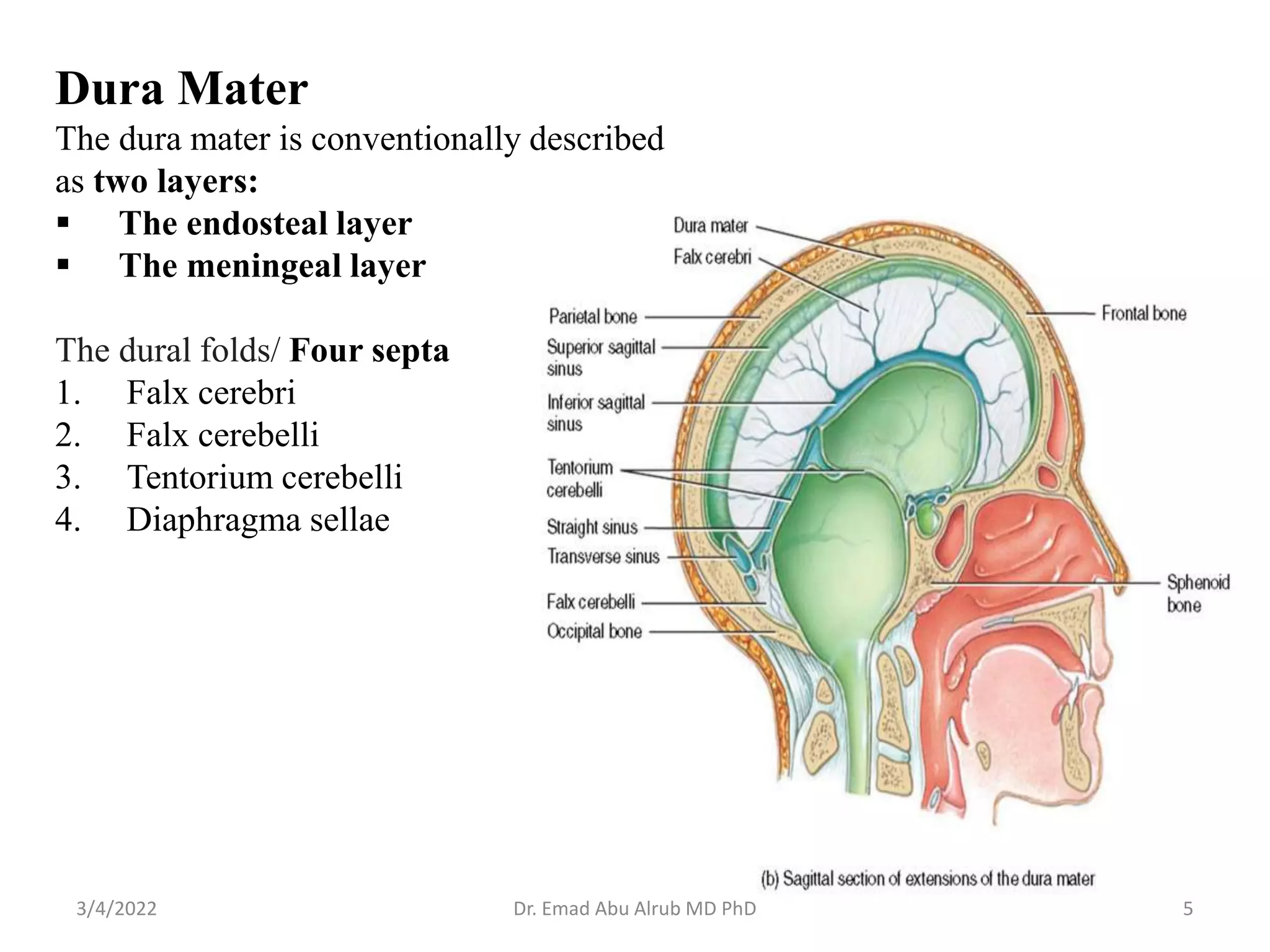 Head and neck anatomy 3 meningese & the brain | PPTX