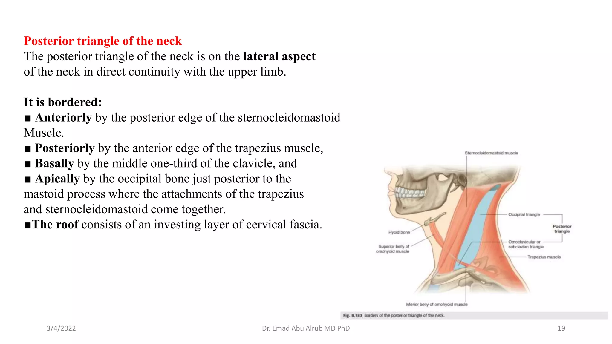 Head and neck anatomy 4 the neck | PPTX