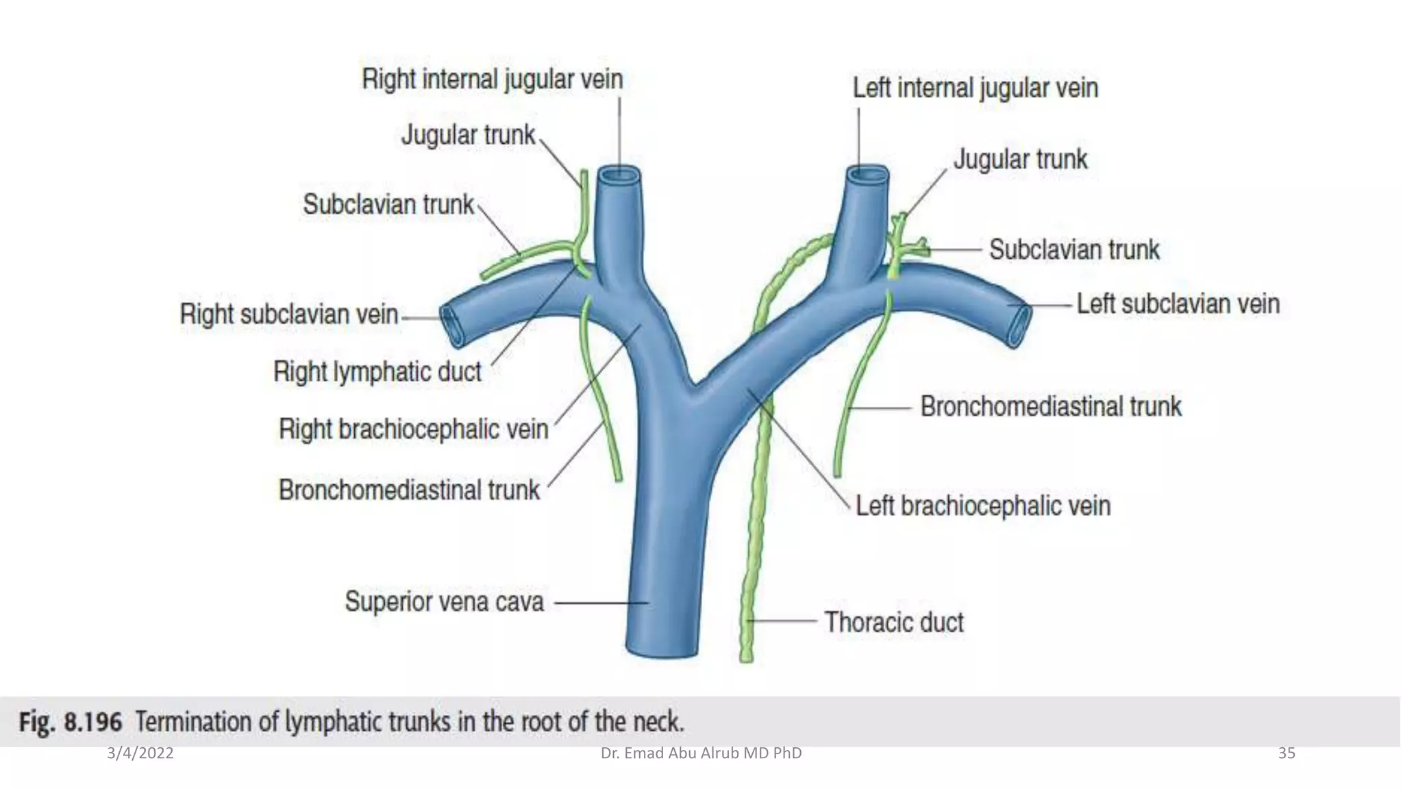 Head and neck anatomy 4 the neck | PPTX