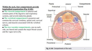 Head and neck anatomy 4 the neck | PPT