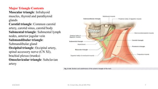 Head and neck anatomy 4 the neck | PPT