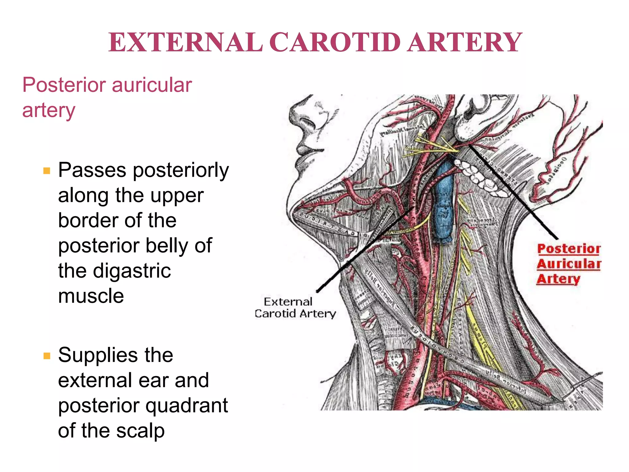Head and neck blood vessels 2 | PDF