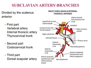 Branches Of Subclavian Artery