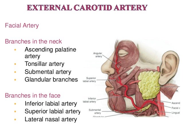 Head and neck blood vessels 2