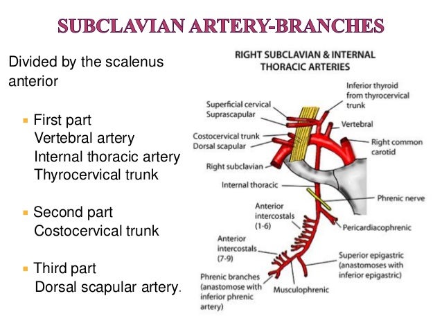 Costocervical Trunk Cadaver