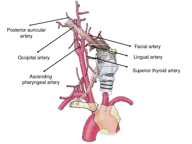 Head and neck blood vessels 2