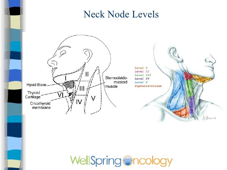 Neck Lymph Nodes
