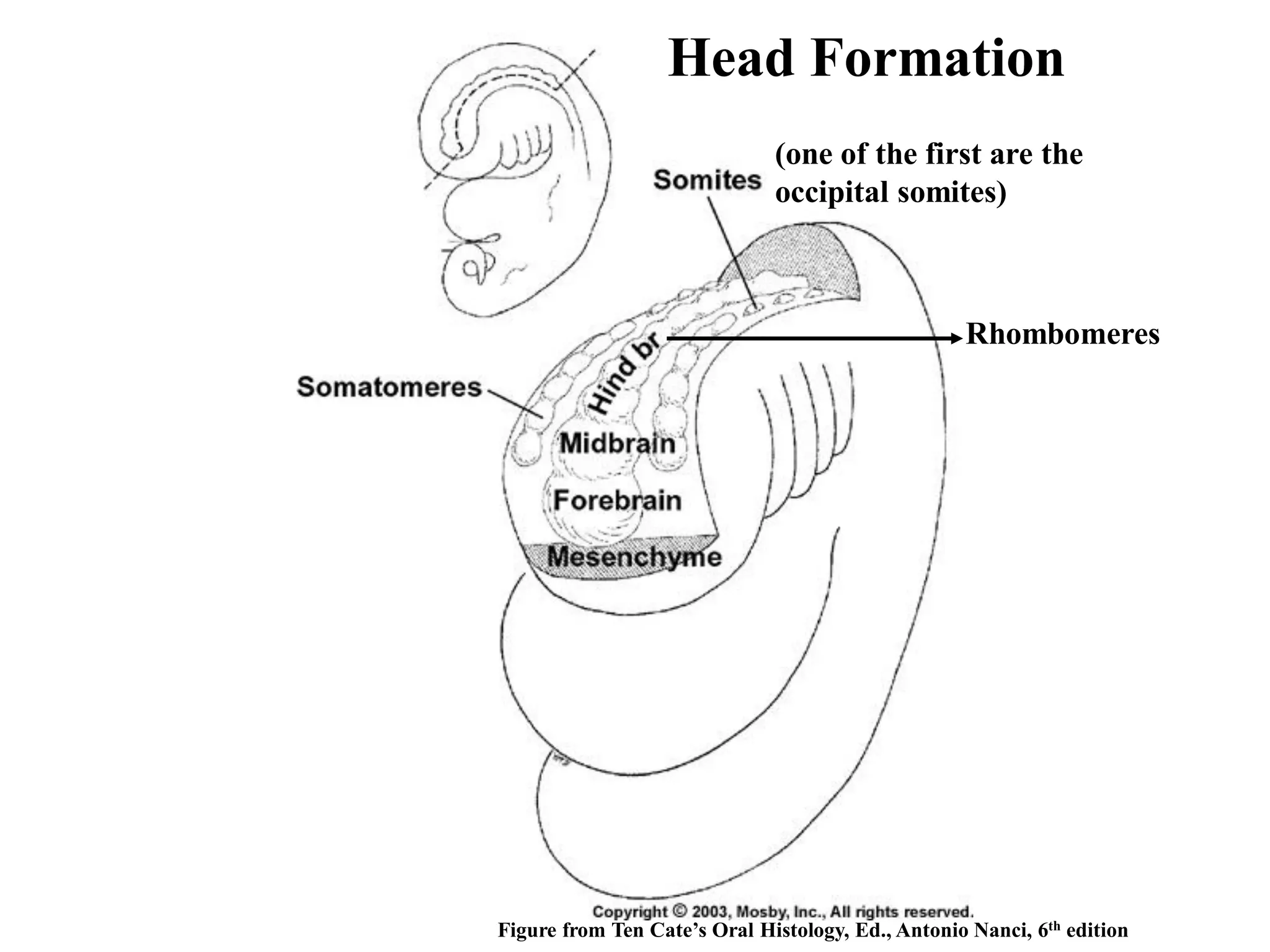 Head and neck_dev_07 | PDF
