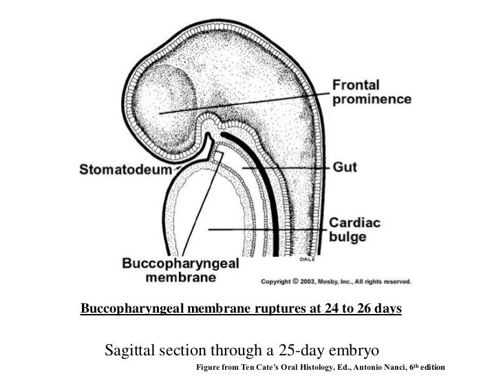 Head and neck_dev_07