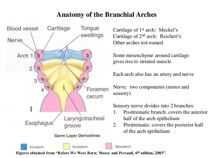 Head and neck_dev_07