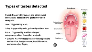 HEAD and Neck (Gross Anatomy ^0 Parts of Tongue).pptx