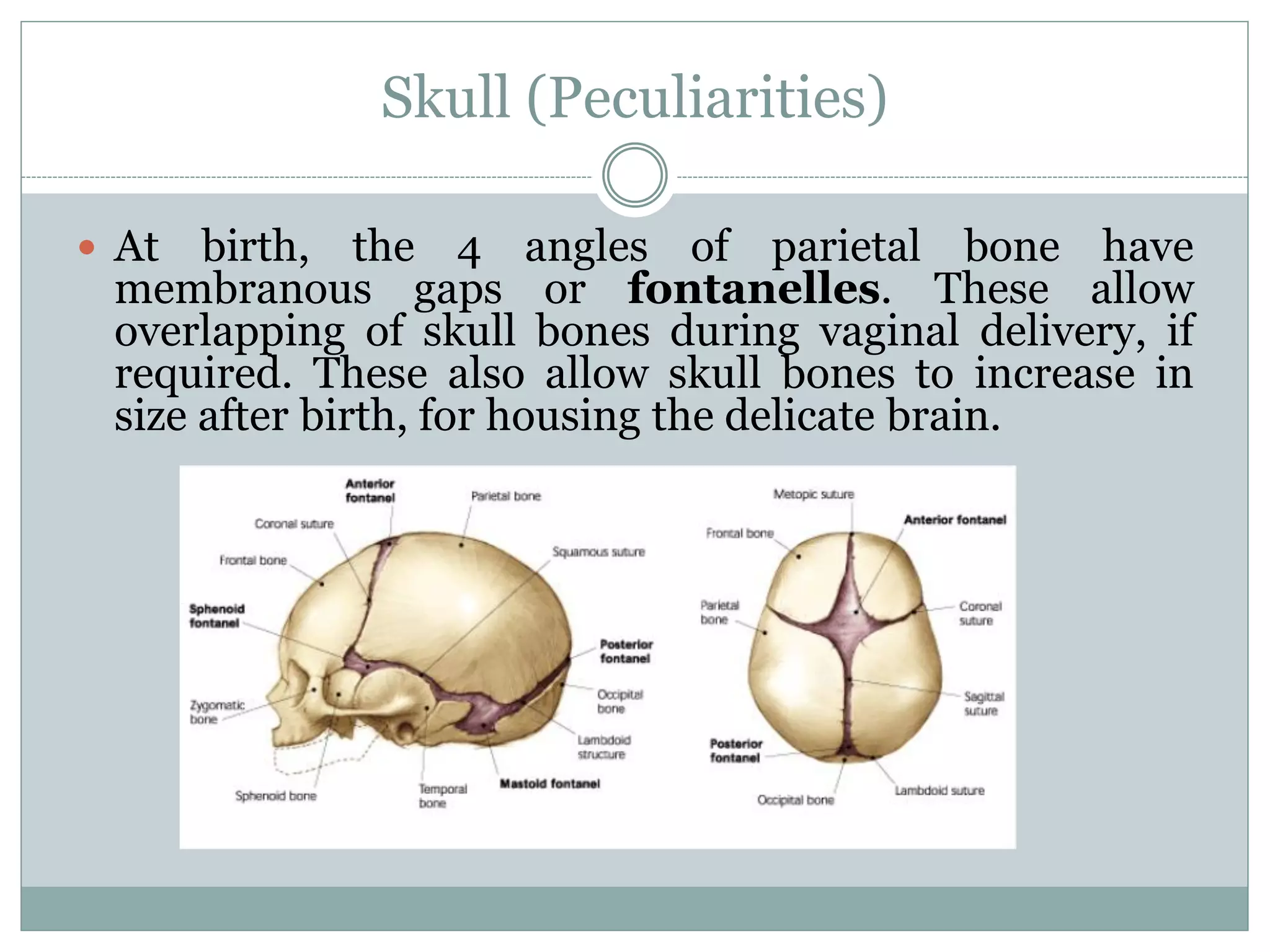 Head and neck introduction and osteology part 1 | PDF